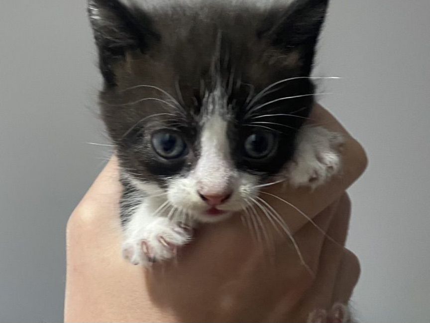 Котята в добрые руки приучены к лотку