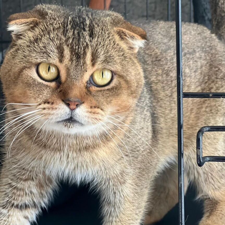 Шотландский вислоухий кот грустит в клеточке