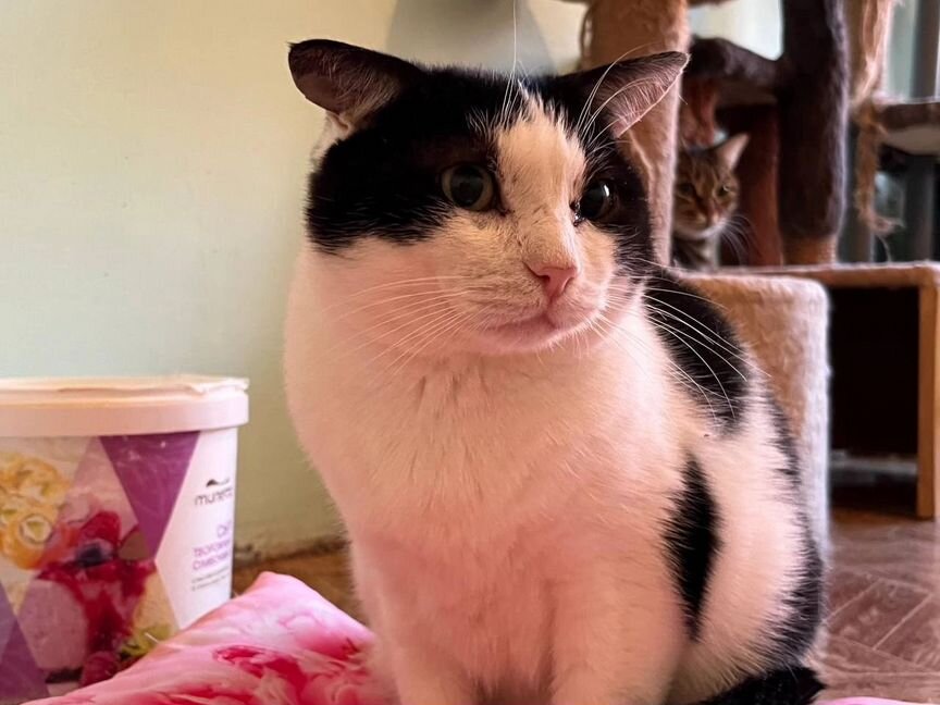 Котик