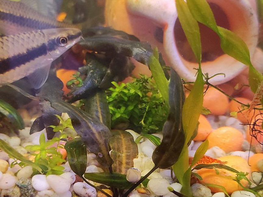 Водоросли для аквариума