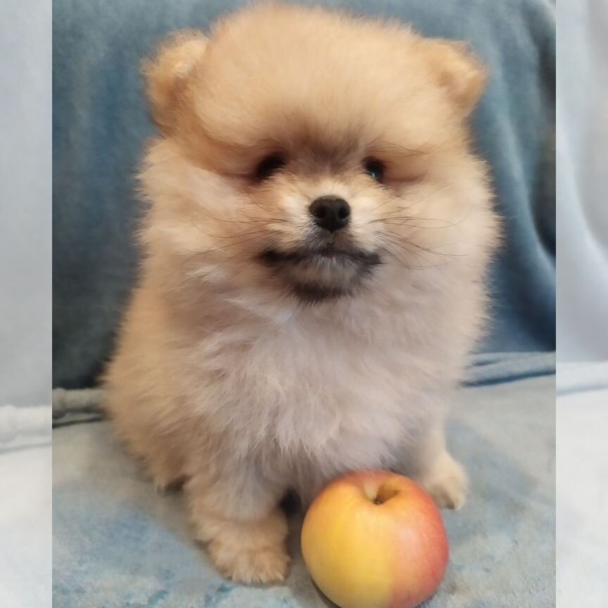 Померанский шпиц, щенок