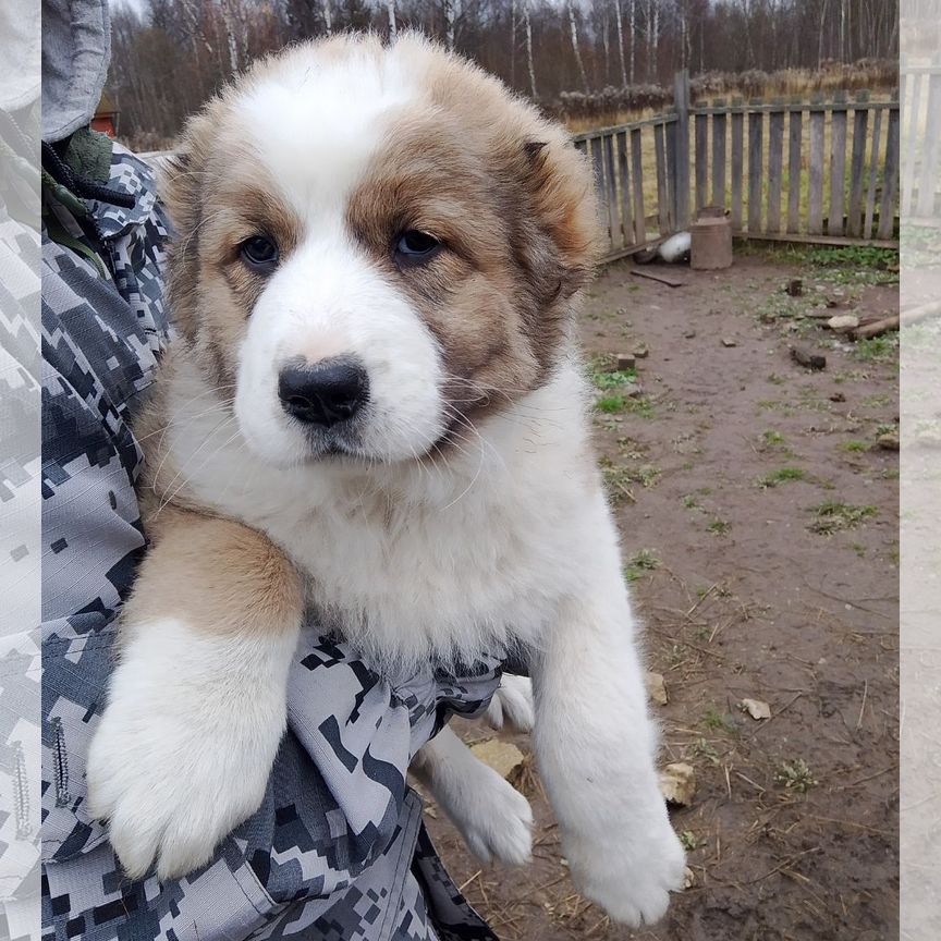 Среднеазиатская овчарка, щенок