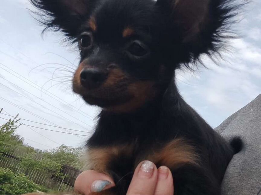 Той-терьер д/ш