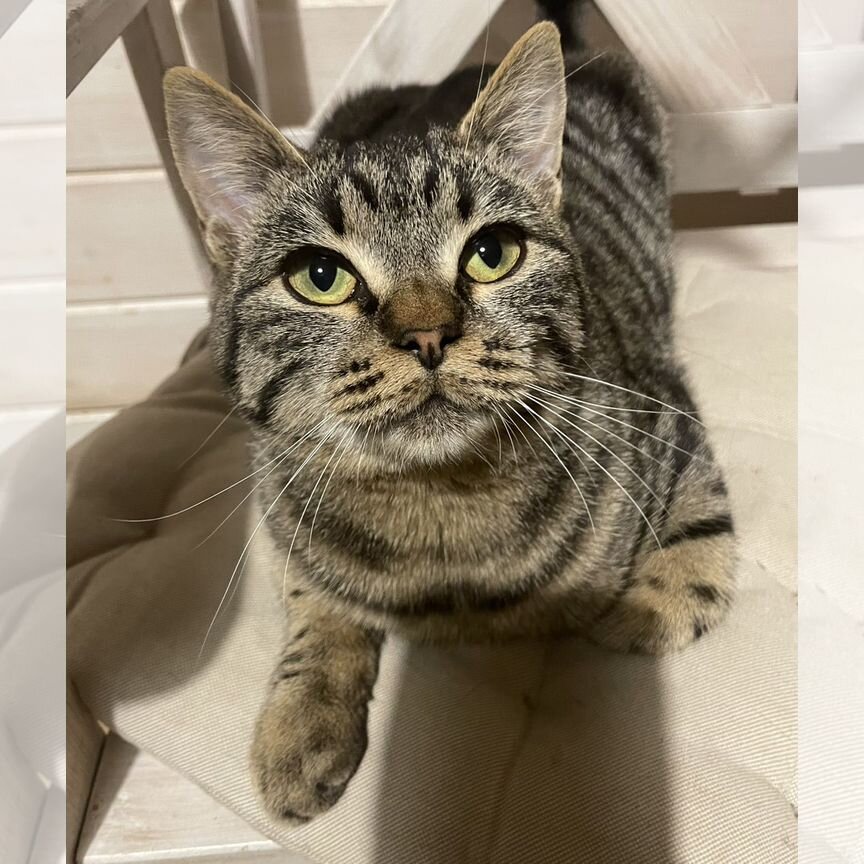 Спасенная кошечка ищет дом