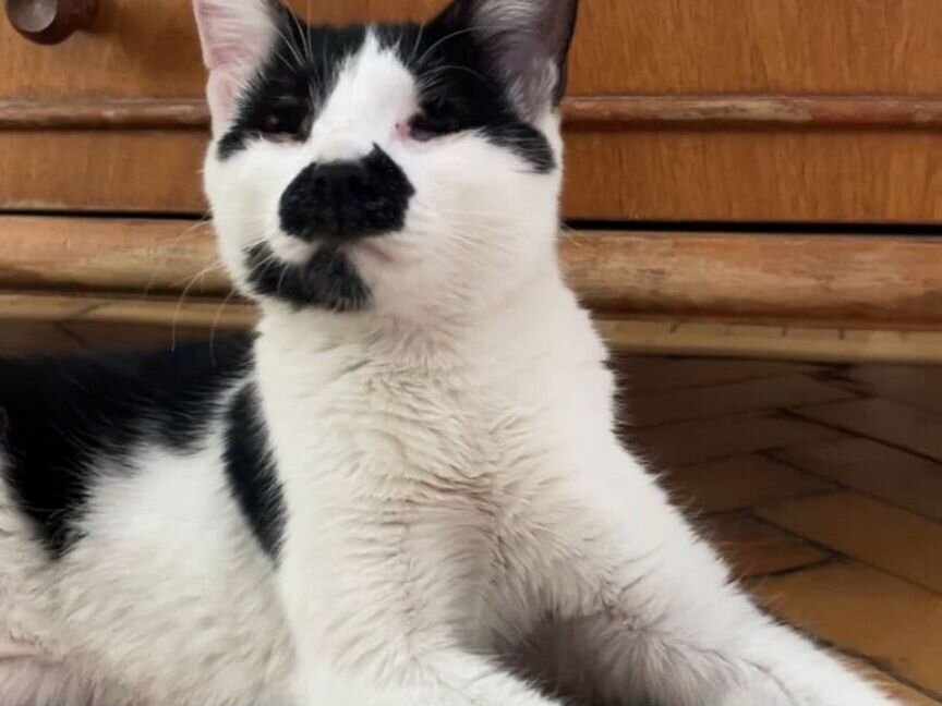 Особенная кошечка 6 мес