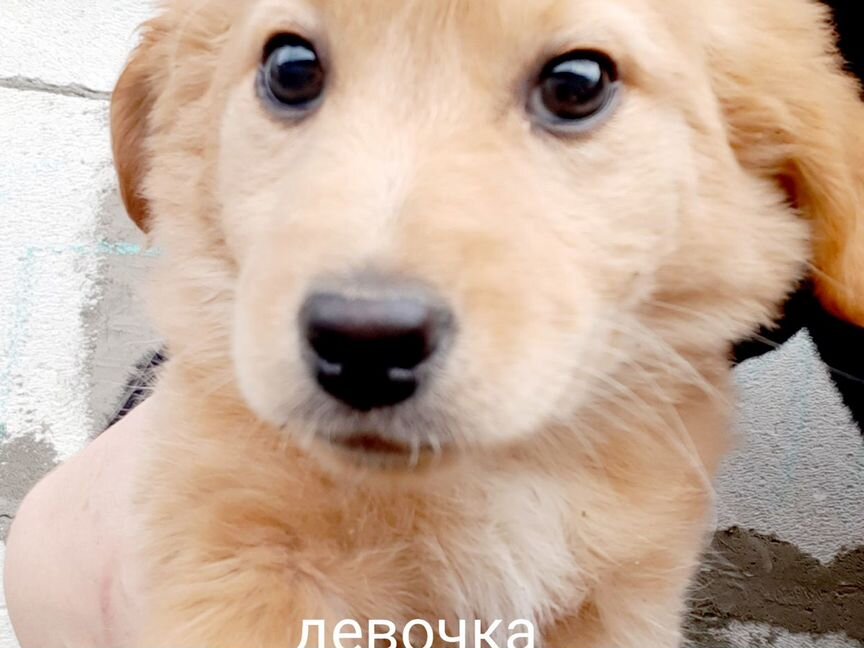 Щенки ищут добрых хозяев