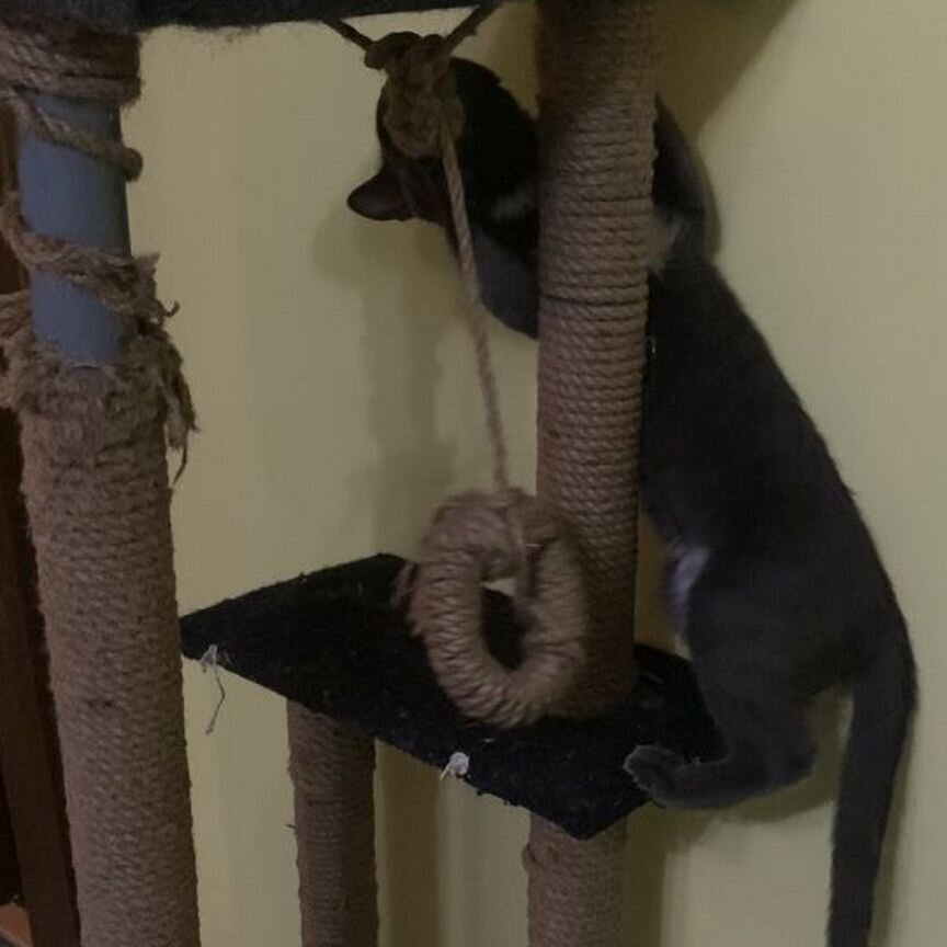 Когтеточка с домиком