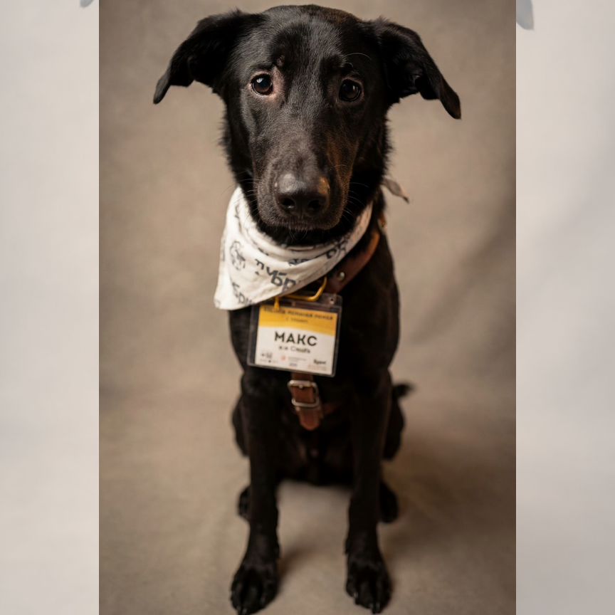 Курцхаар, щенок