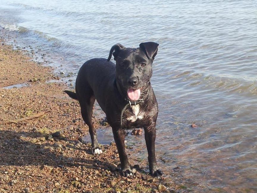 Девочка помесь стаффа