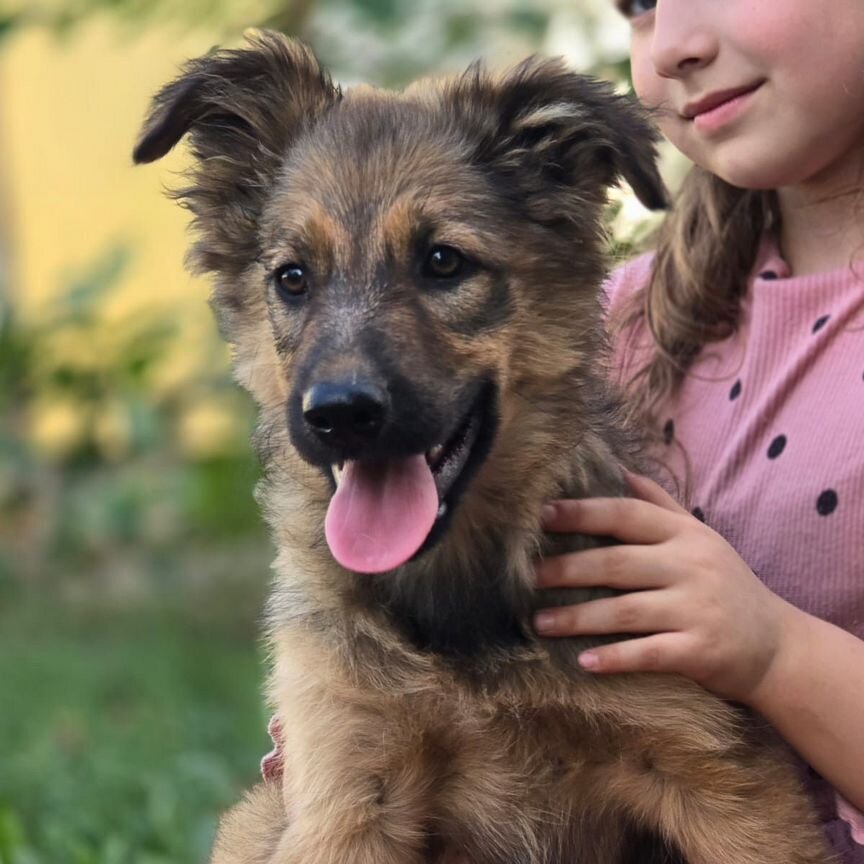 Щенок в добрые руки