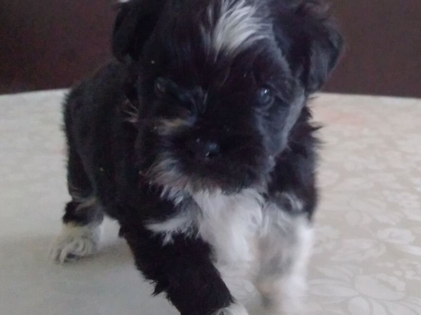 Русская цветная болонка