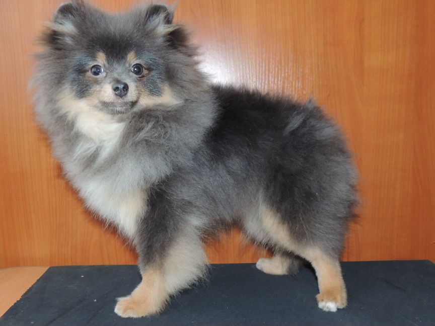 Перспективная голубо-подпалая