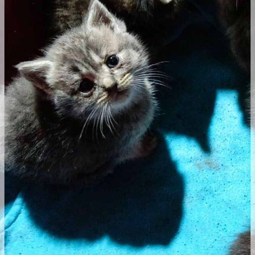 Котёнок в добрые руки