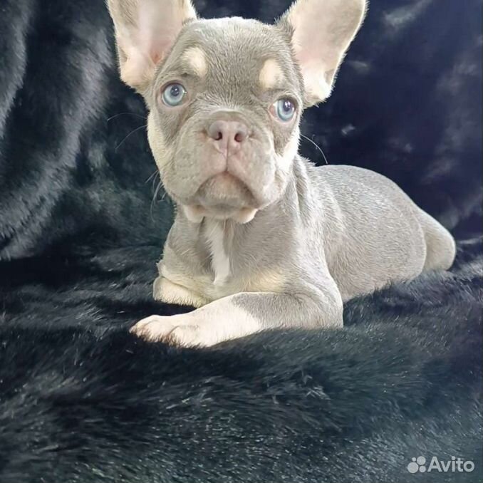 Французский бульдог, девочка лилак тан