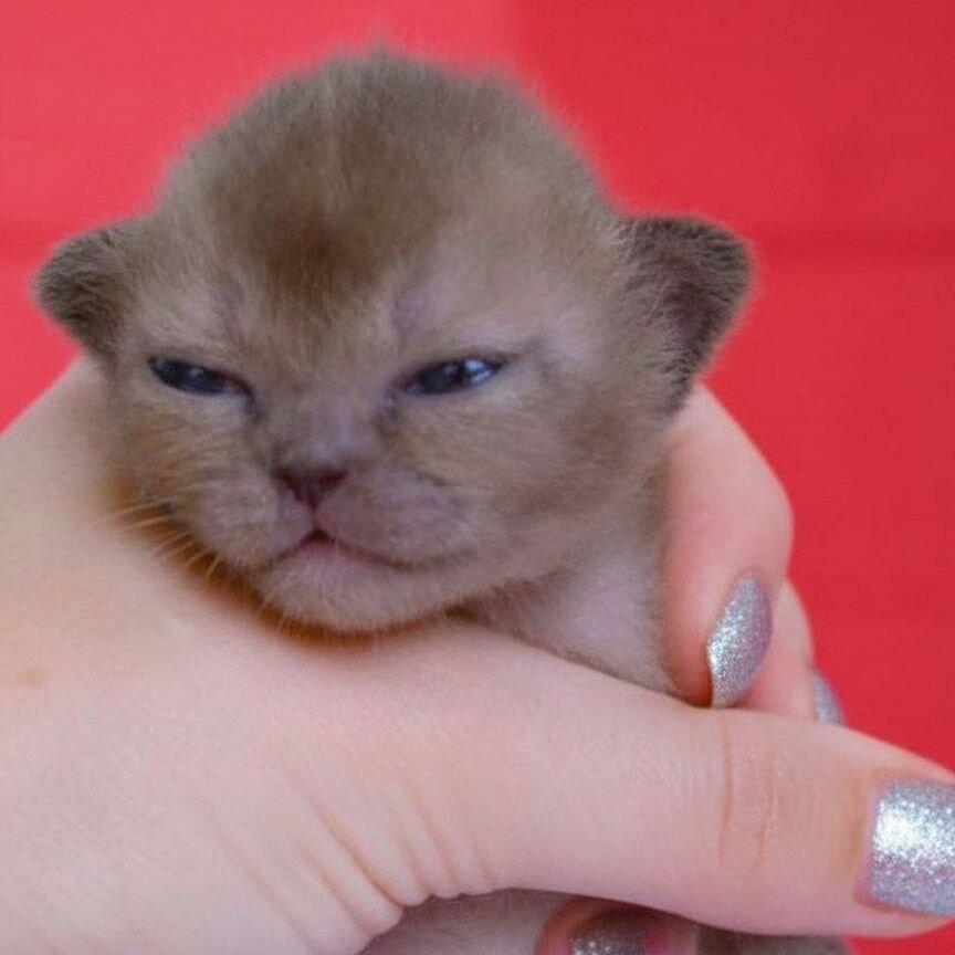 Европейский бурманский котёнок