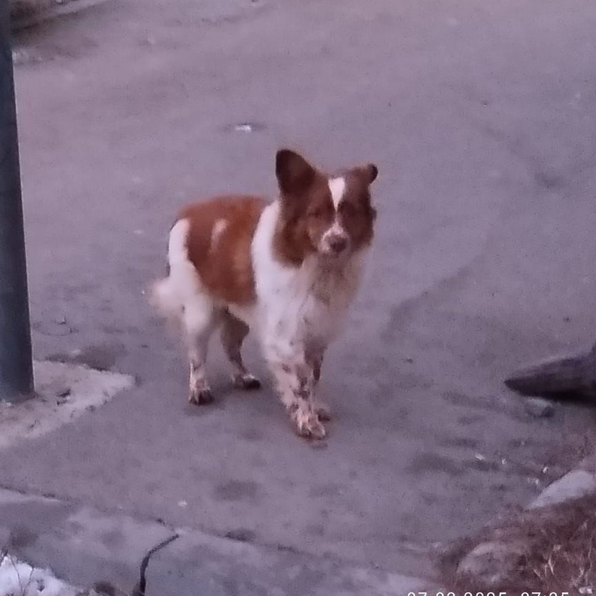 Персик ищет дом