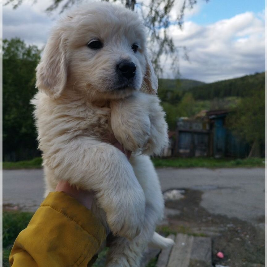 Золотистый ретривер, щенок