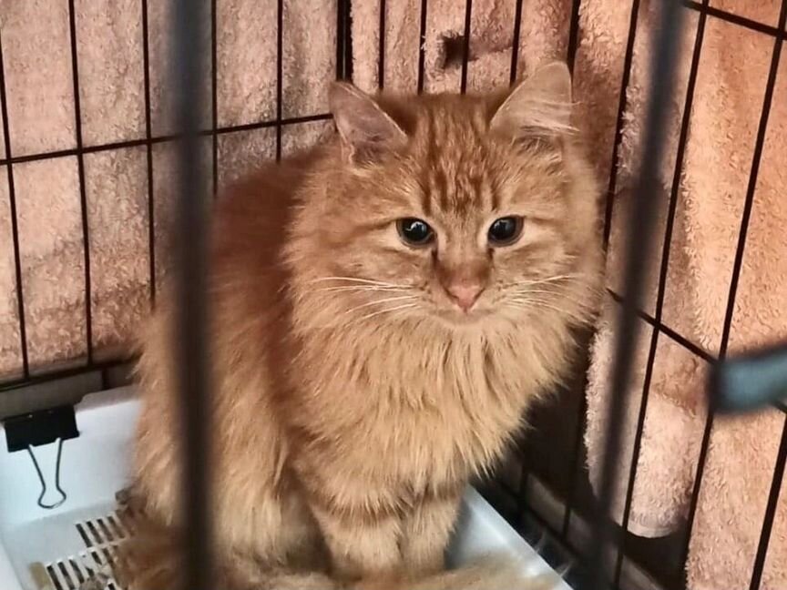 Необычный котенок-девочка