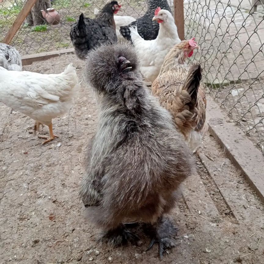 Петух китайский шёлкововвй