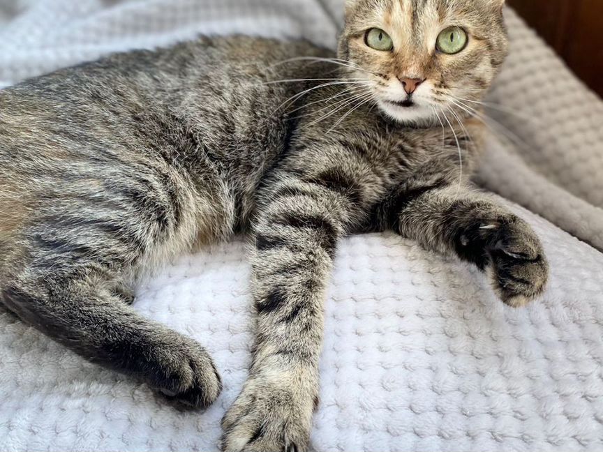 Особенная кошка в дар