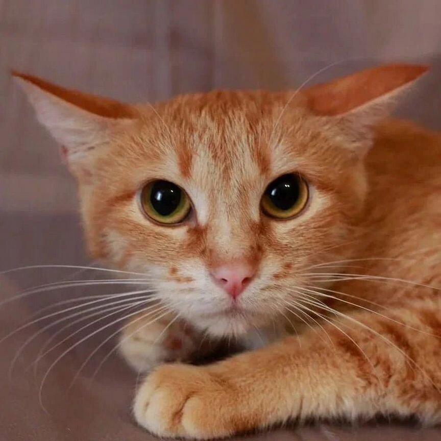 Котенок