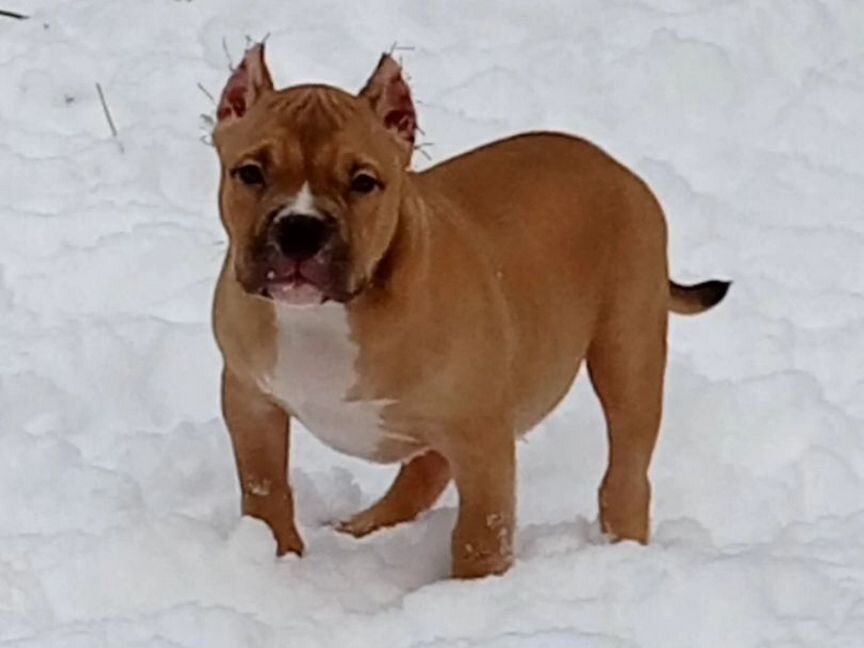 Американский булли покет, мальчик, 4,5 мес