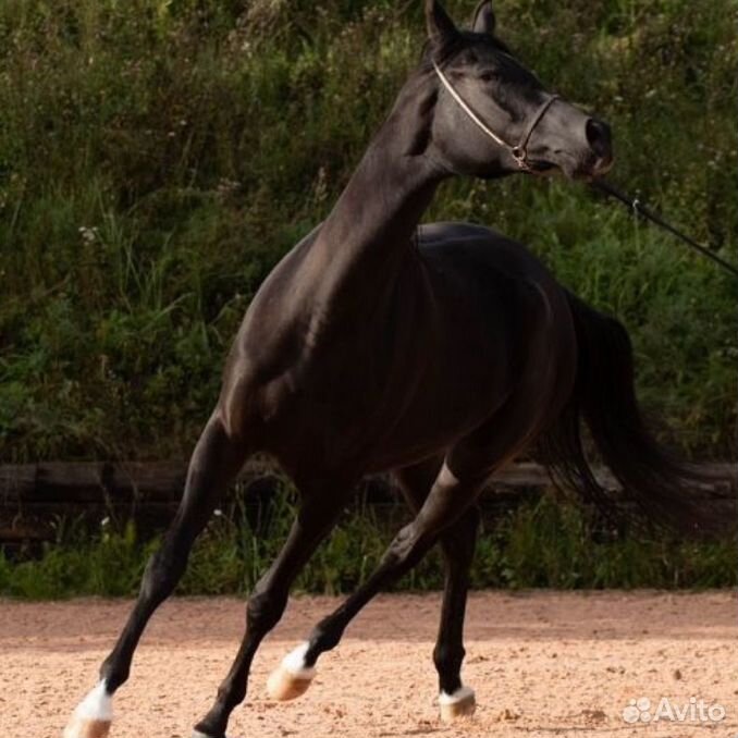 Арабская чистокровная кобыла
