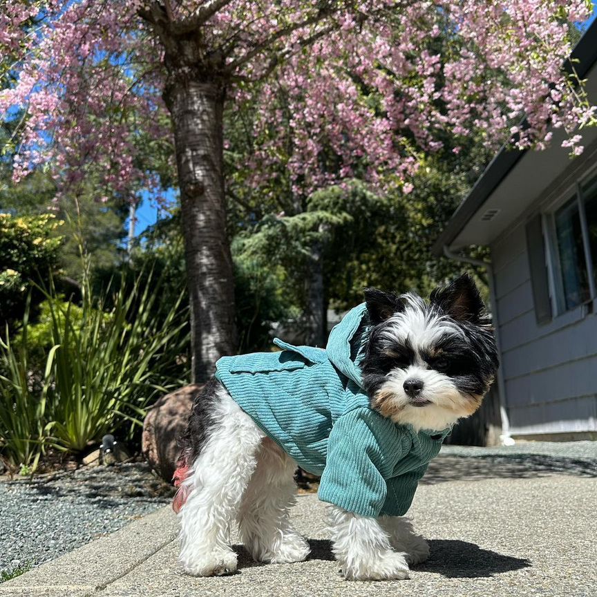 Щенок от частного владельца