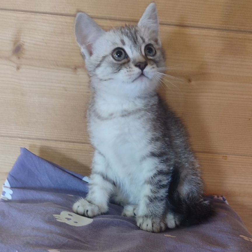 Котята метис британца