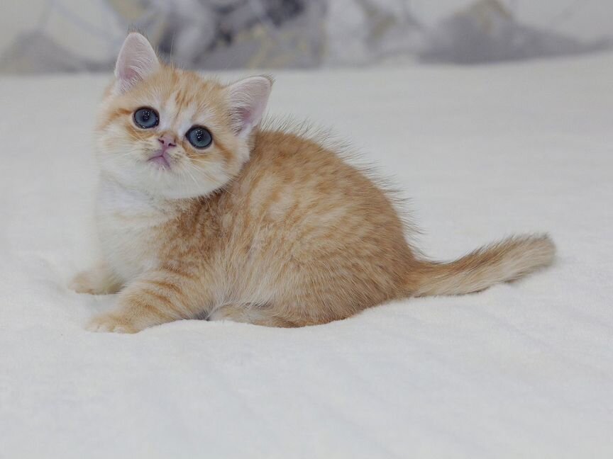 Золотой Мальчуган