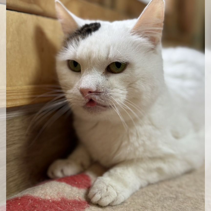 Взрослый кот в добрые руки