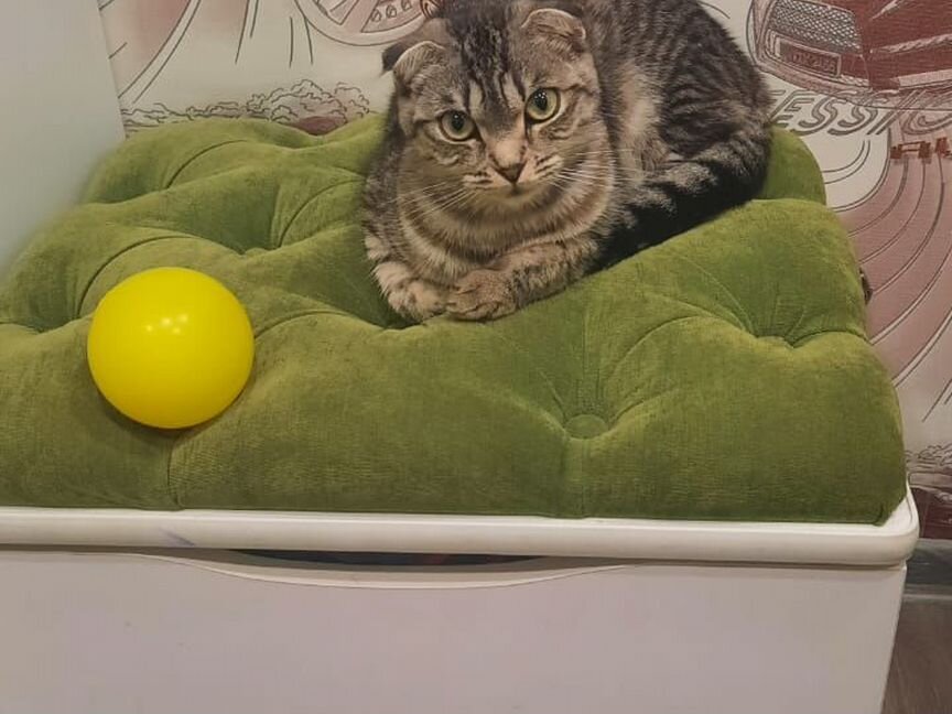 Британская кошка в дар