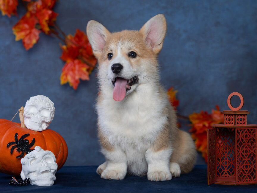 Вельш-корги пемброк мальчик