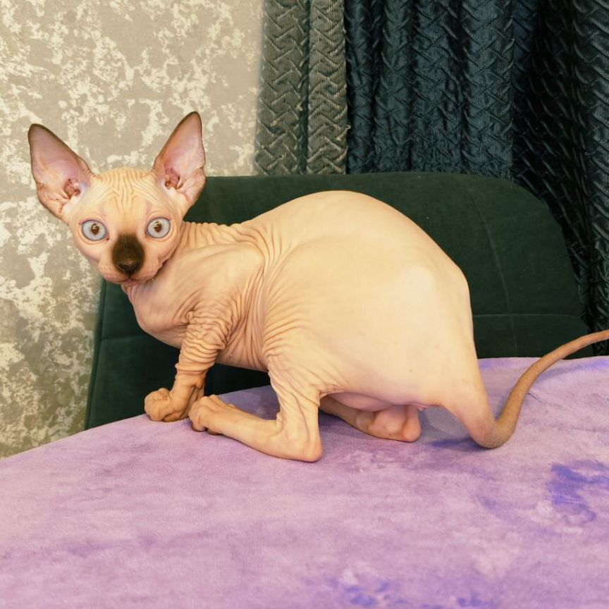 Канадский сфинкс котёнок