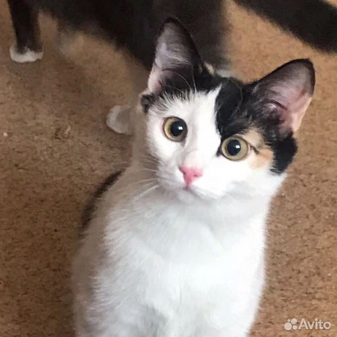 Кошка Симка ищет хозяина. Отдадим в хорошие руки
