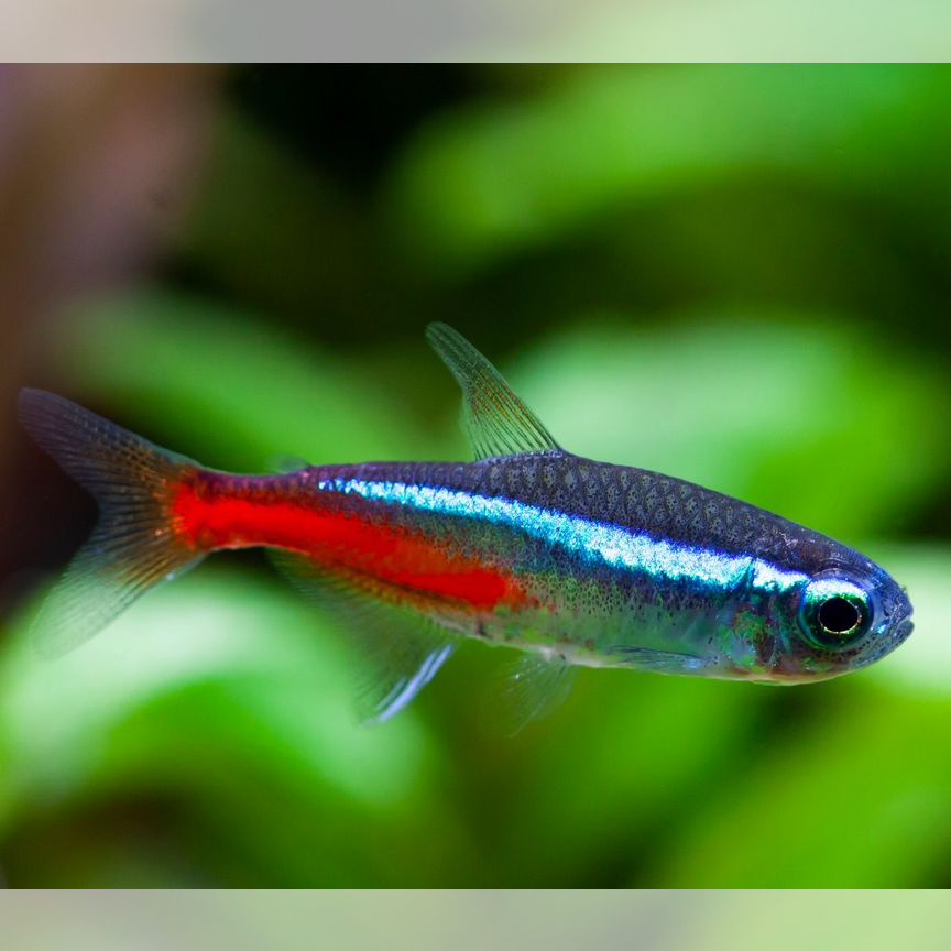 Неон голубой