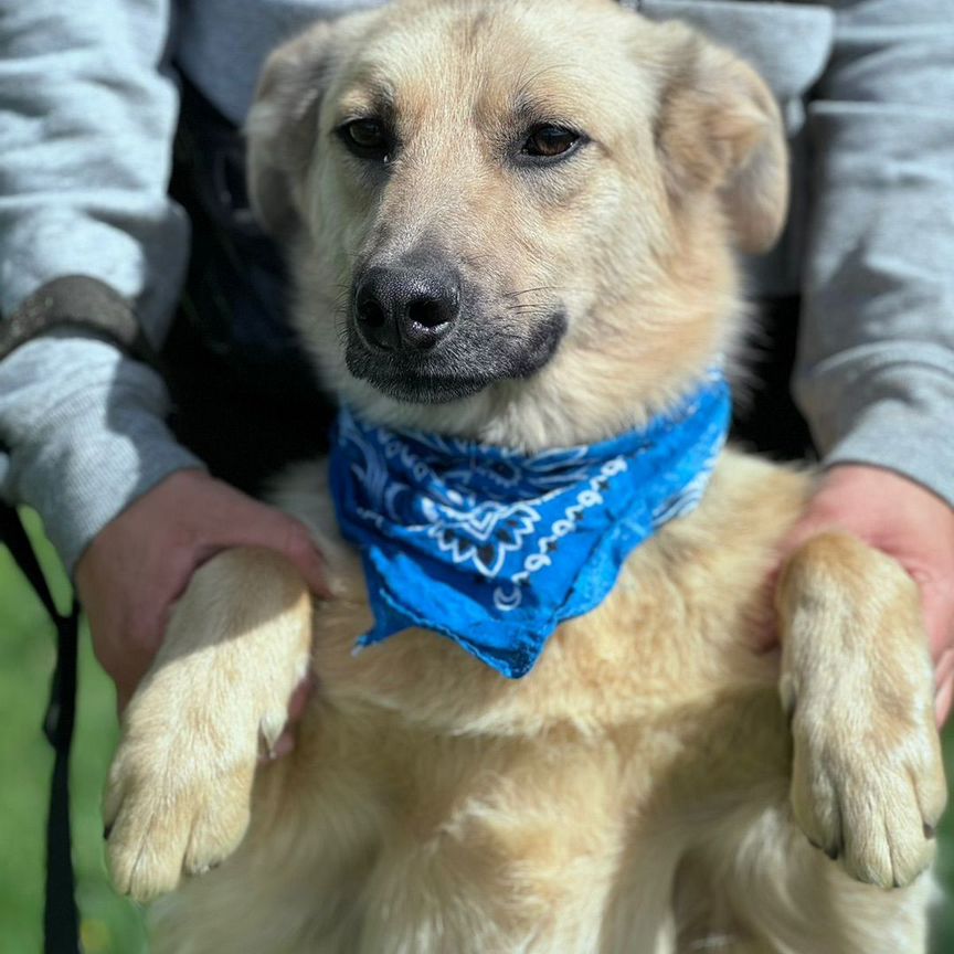 Щенок Коля ждет когда найдется дом