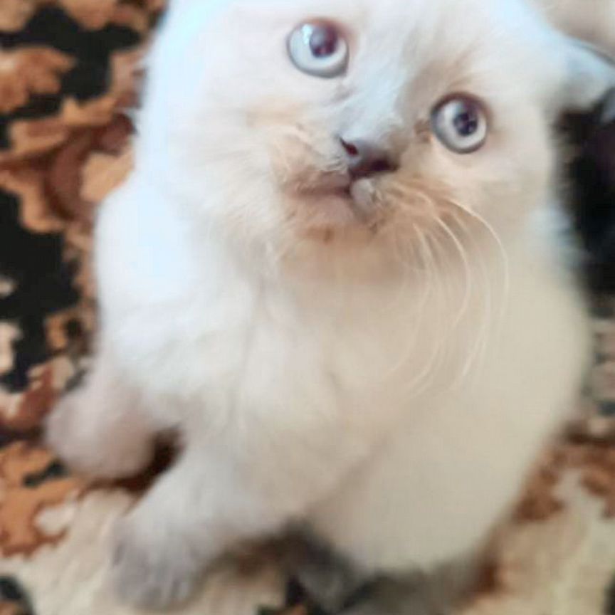 Шотландские вислоухие котята