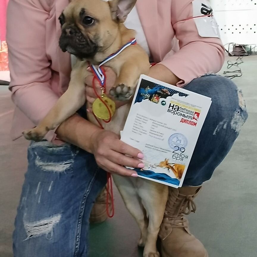 Французский бульдог, щенок