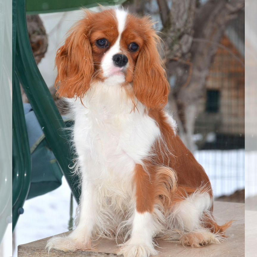 Кавалер кинг-чарльз-спаниель, щенок