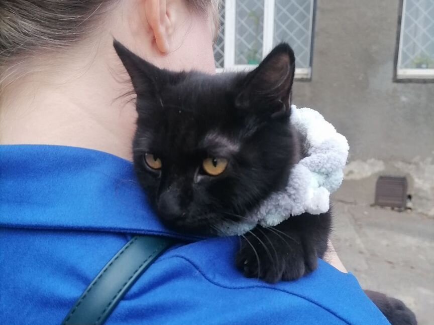 Котик - подросток ищет дом