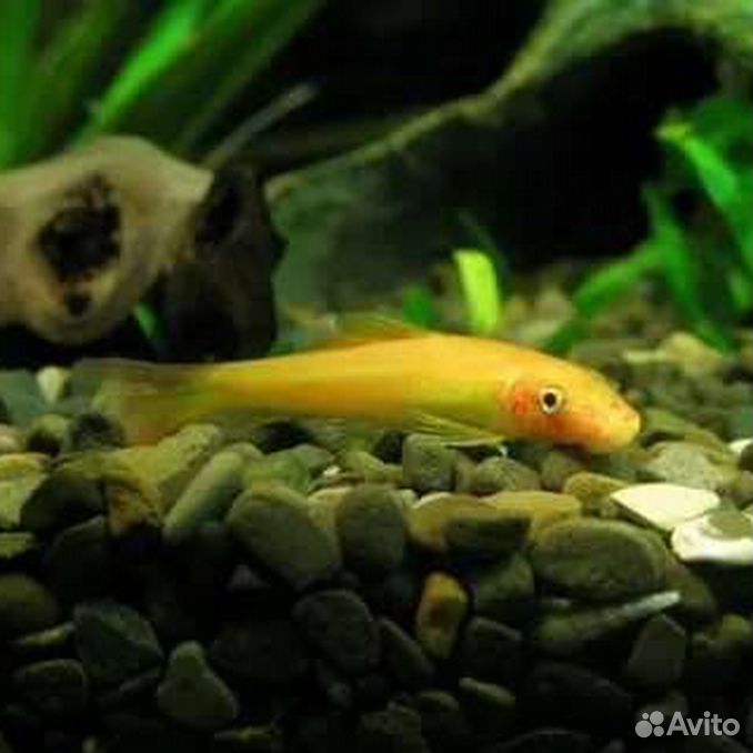 Сомики гиринохейлус Аквариумные рыбки в ассортимен