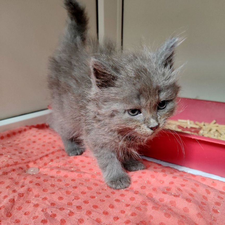 Котенок мальчик ищет дом