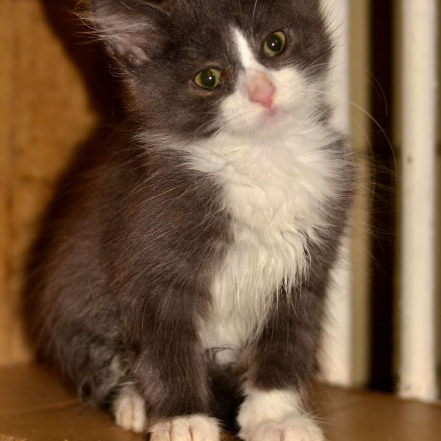 Котенок мальчик ищет дом