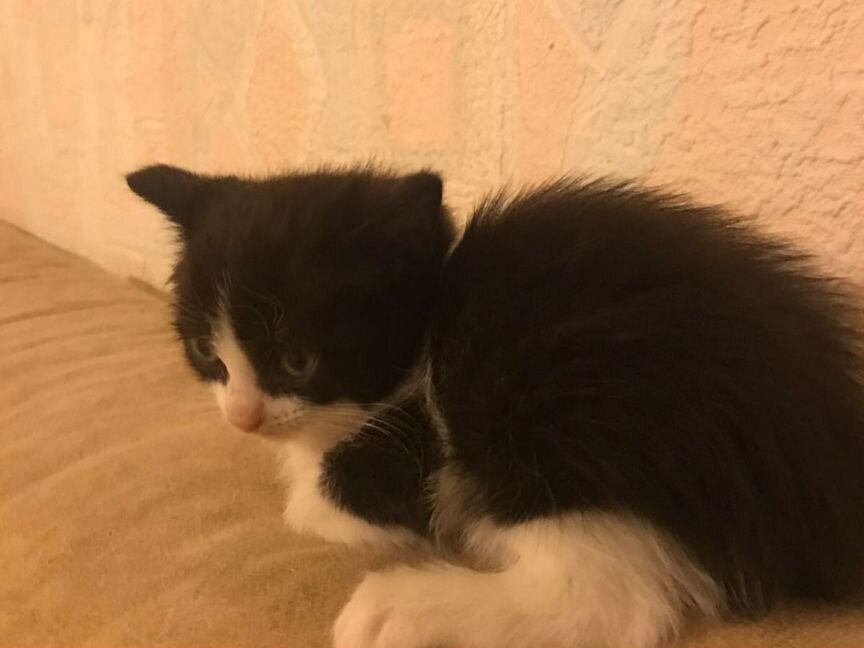 Котята