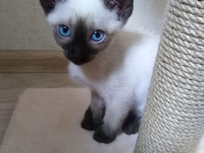 Канадский сфинкс-девочка2,5 мес