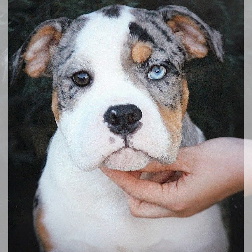 Америанский булли -шикарнейшая детка в ярчайшем ок