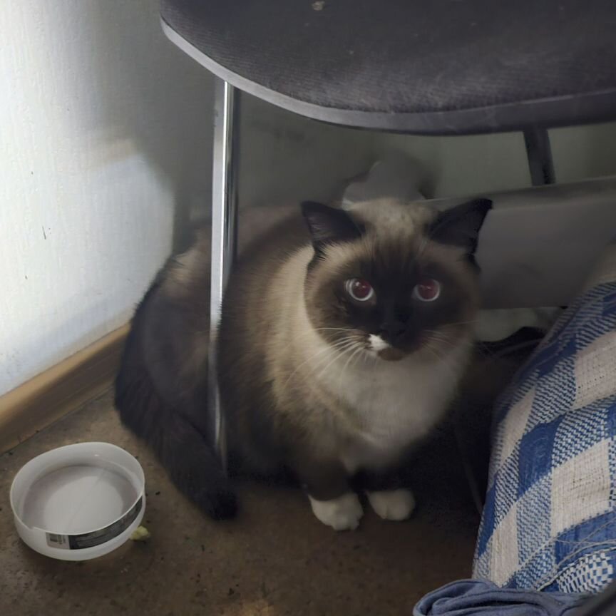 Тайская кошечка