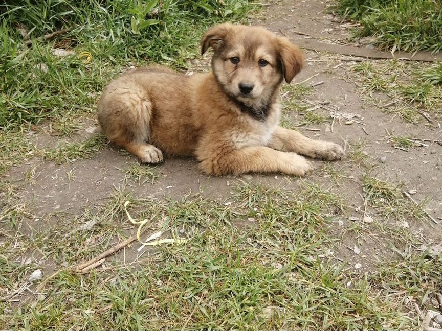 Щенок в добрые руки