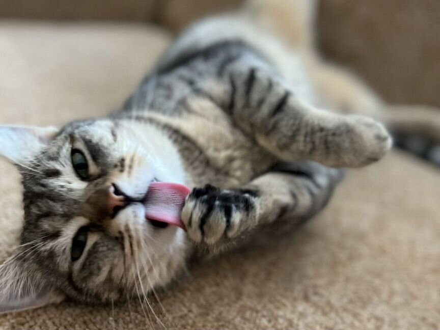 Шпротная кошака Пума смешная и с характером в дар